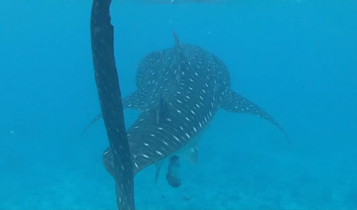 Microplastics - Maldives Whale Shark Research Programme